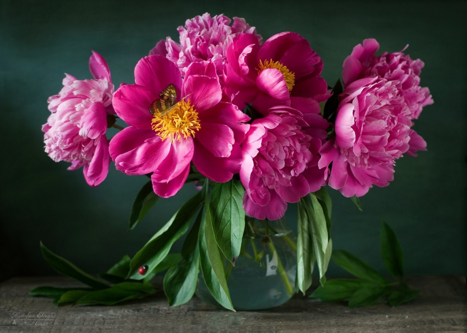 November Birth Flowers: Their Meanings — MyGlobalFlowers.com