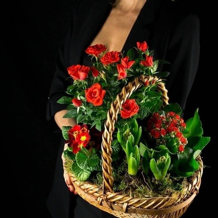 Mono-composition of potted plants - order and send for 89 $ with same ...