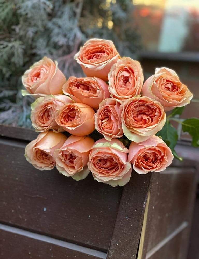 Restraint - order and send for 34 £ with same day delivery ...