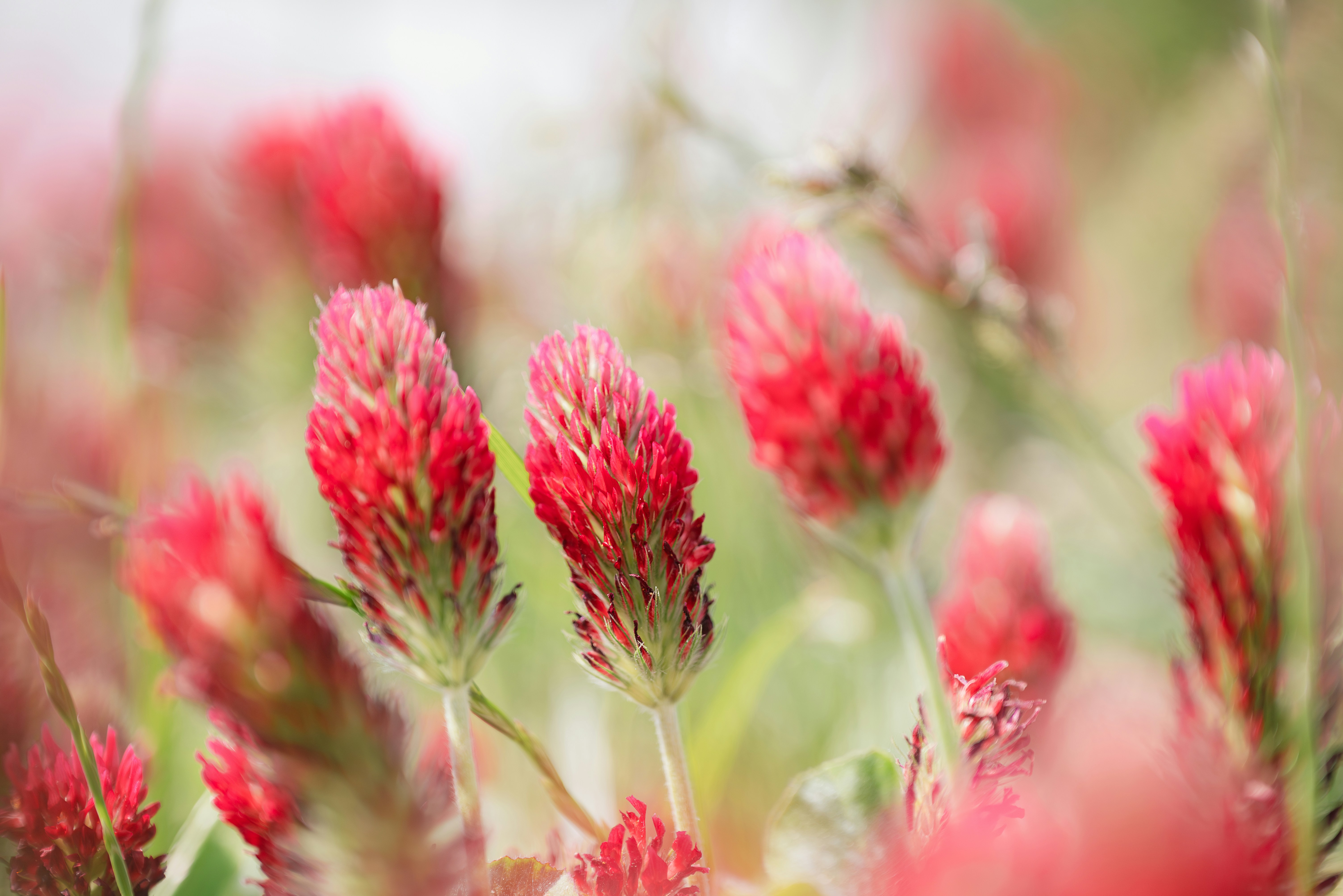 Vermont State Flower: Red Clover