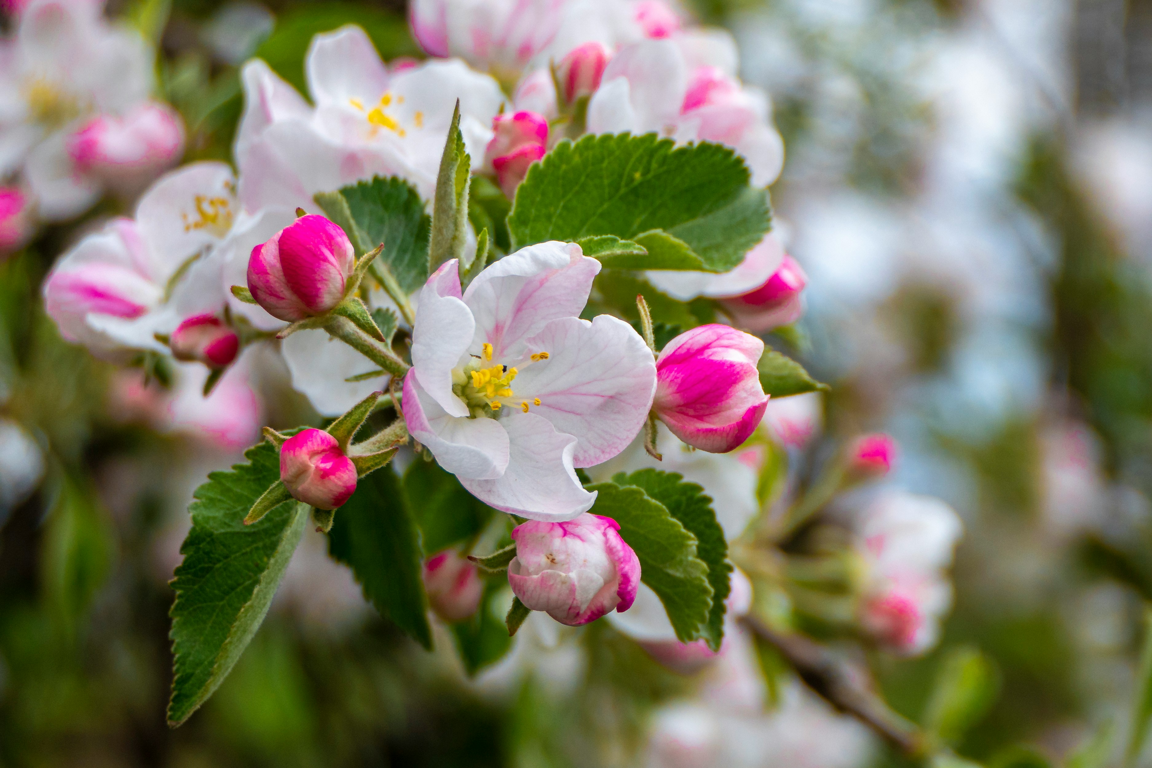 Arkansas's State Flower: Apple Blossom