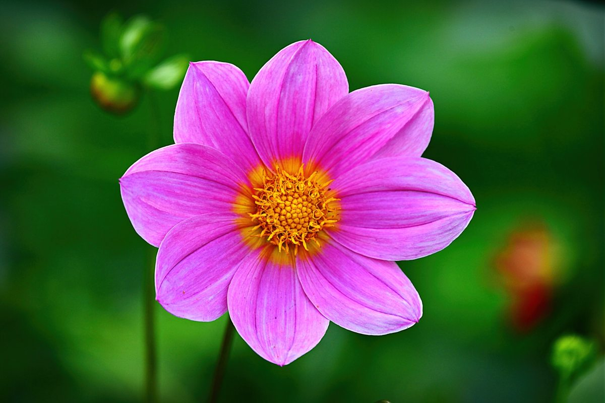Japanese flowers