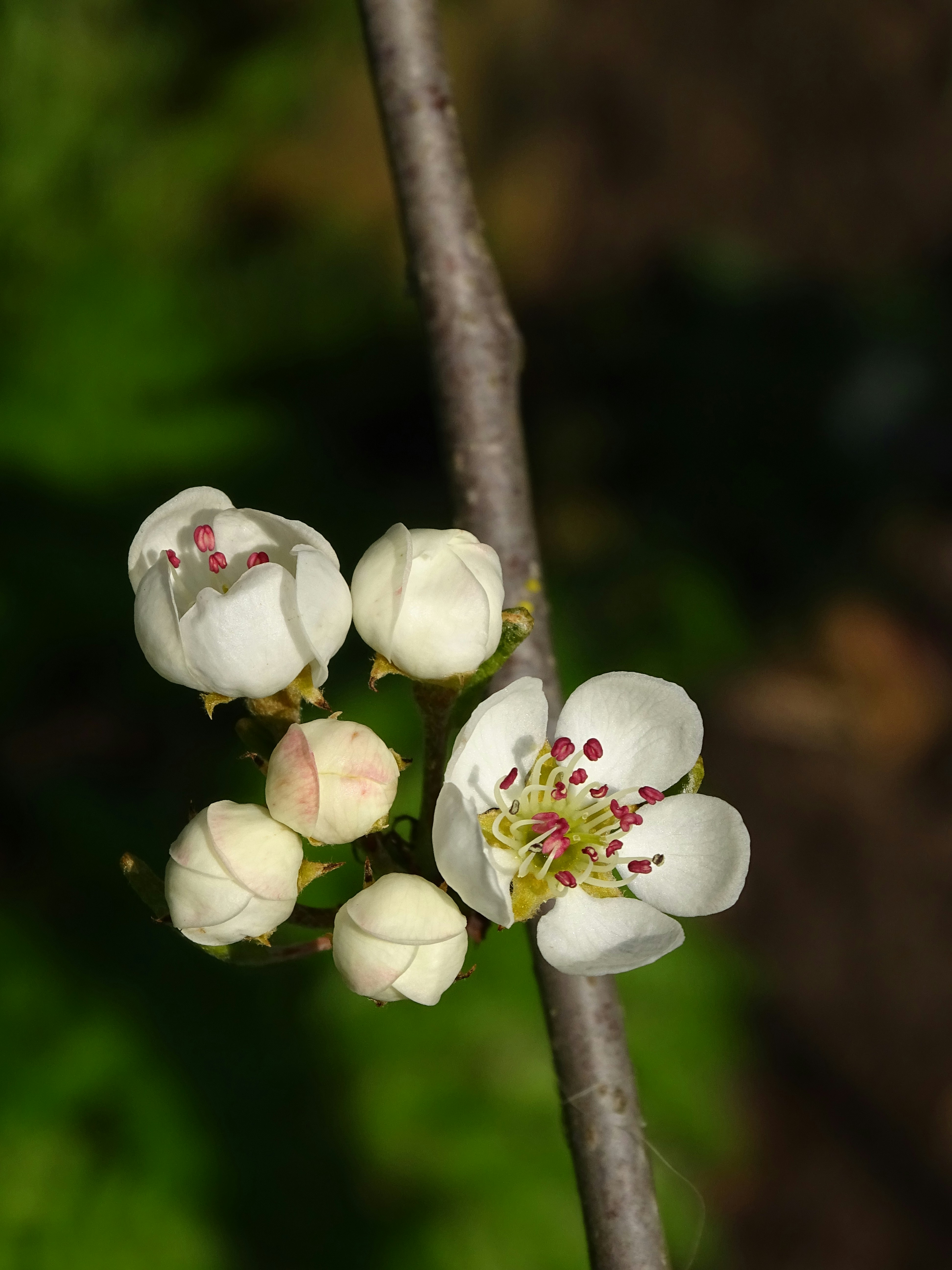 Michigan's State Flower: The Apple Blossom