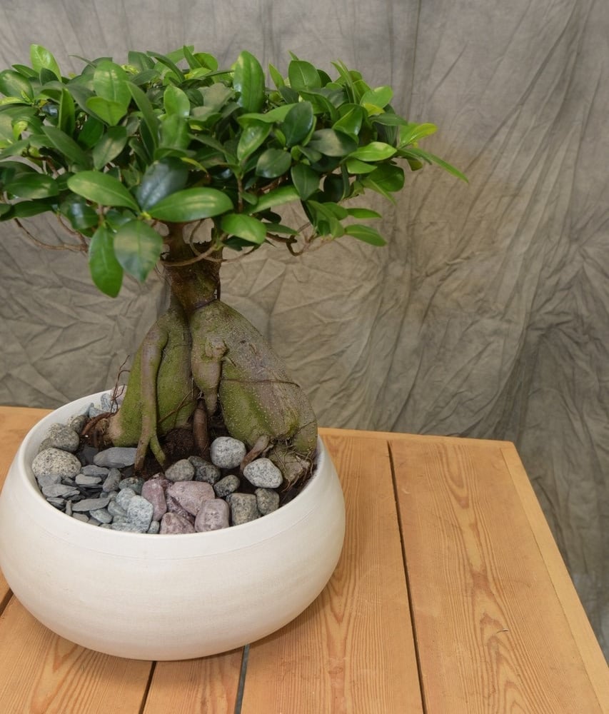Ficus ginseng Flowers | Order Flower Bouquets Delivery