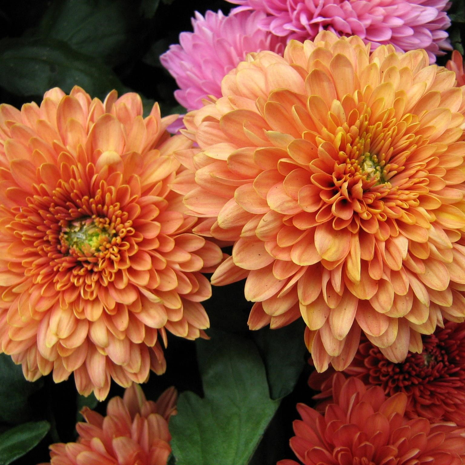 November Birth Flowers: Their Meanings — MyGlobalFlowers.com