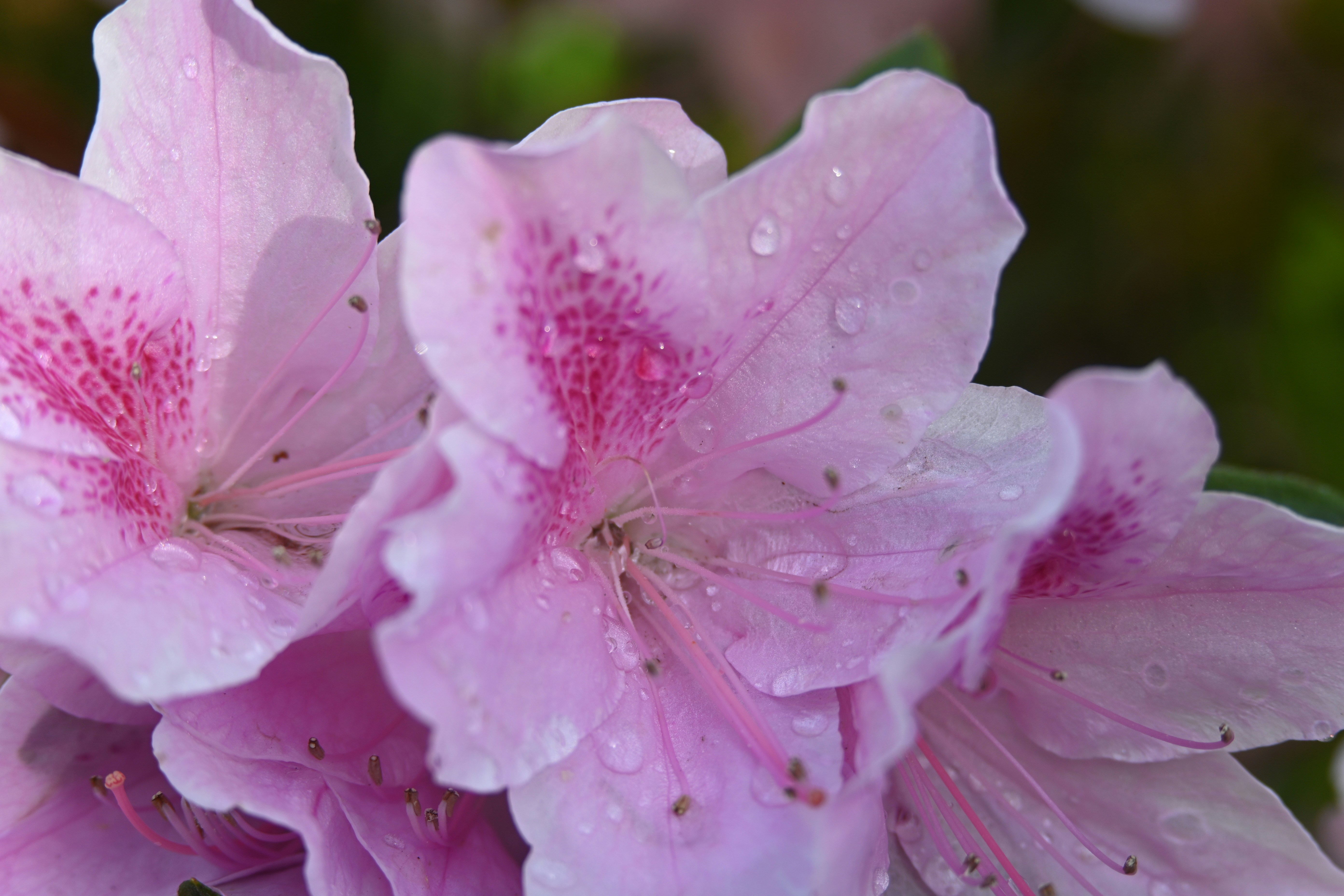 Washington's State Flower: The Pacific Rhododendron