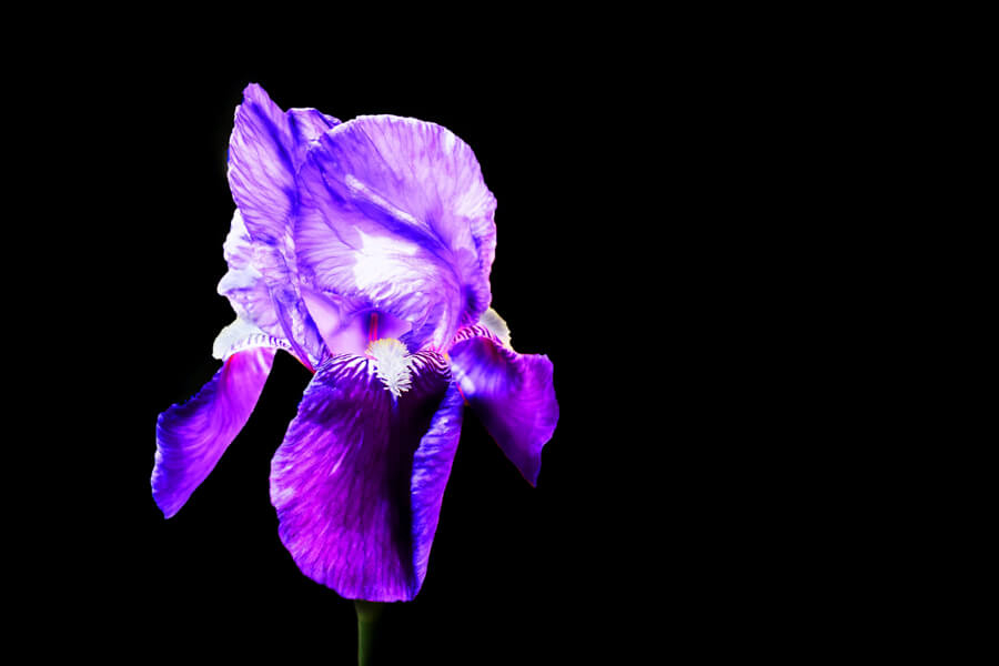 February Birth Flowers — Everything You Need to Know — My Global Flowers