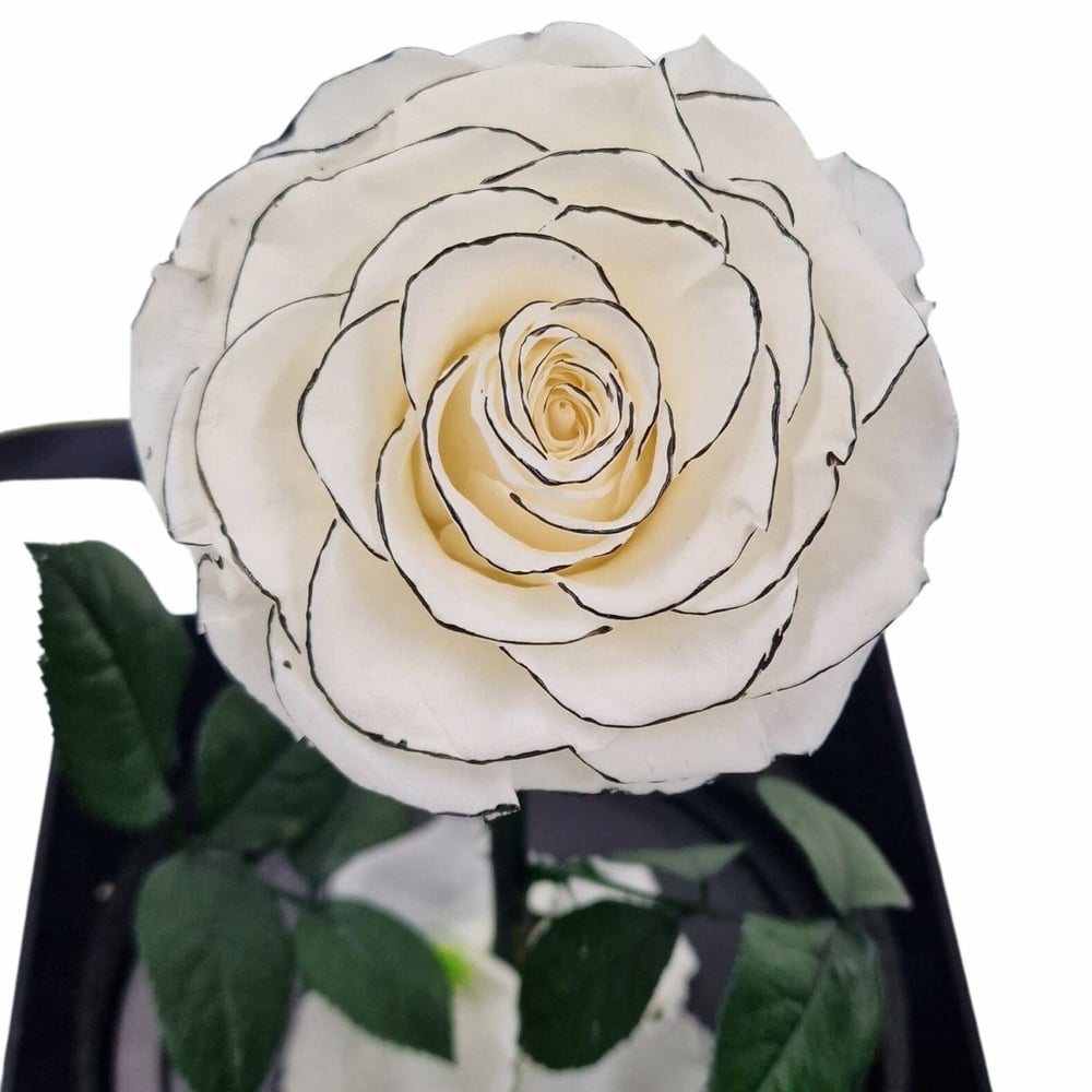 White Eternal rose in glass dome Chanel | Order Flower Bouquets Delivery