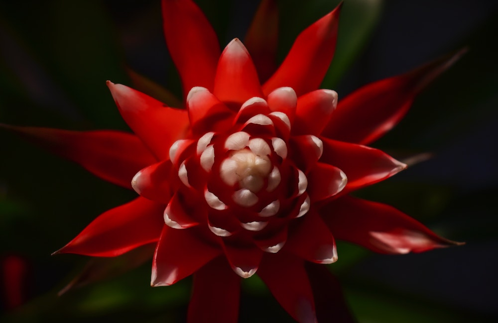 Цветы и Коты | FloMarket