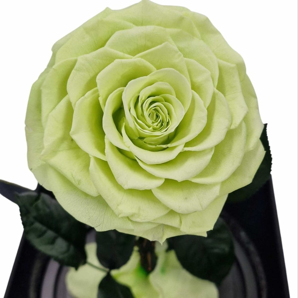 Send Green Eternal rose in glass dome - Order bouquets for 74 £ with ...