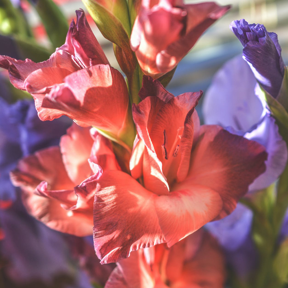 August Birth Flowers: Their Meanings — MyGlobalFlowers.com