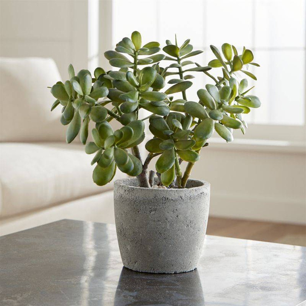 Crassula (Dickblatt, Geldbaum) vershicken ab 65 € - Blumenversand ...