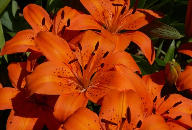 Tiger Lilies: Exploring the Meaning and Fascinating History of These ...