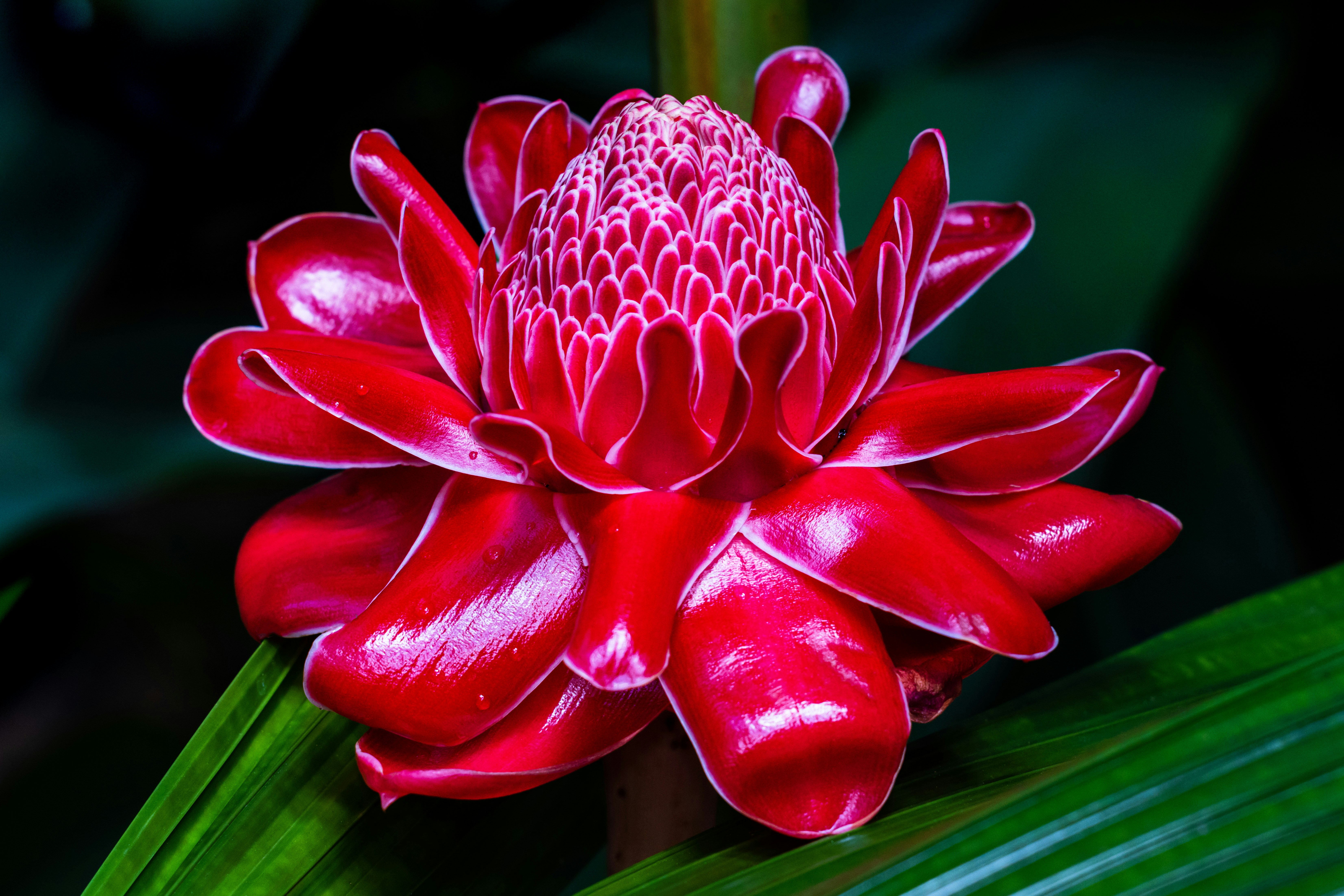 Northern Mariana Islands State Flower: Torch Ginger