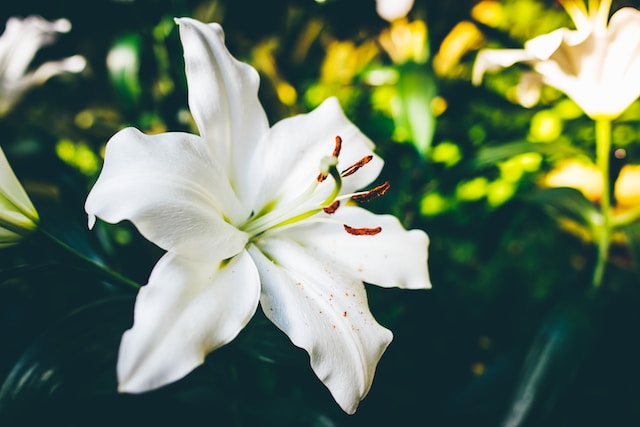 Tiger Lilies: Exploring the Meaning and Fascinating History of These ...