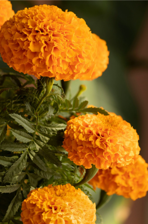 The Cultural Significance and Traditions of Flower Gifting in Mexico