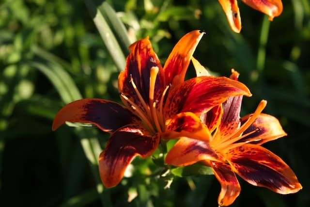 Tiger Lily Flower Meaning | Best Flower Site