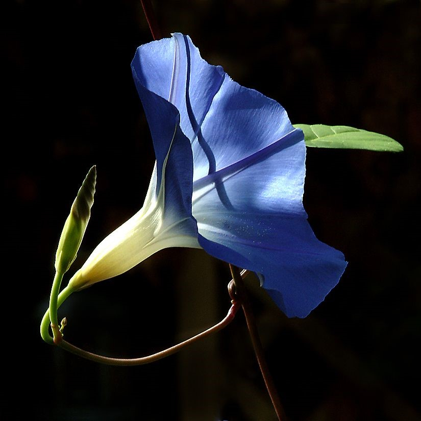 September Birth Flowers: Their Meanings — MyGlobalFlowers.com