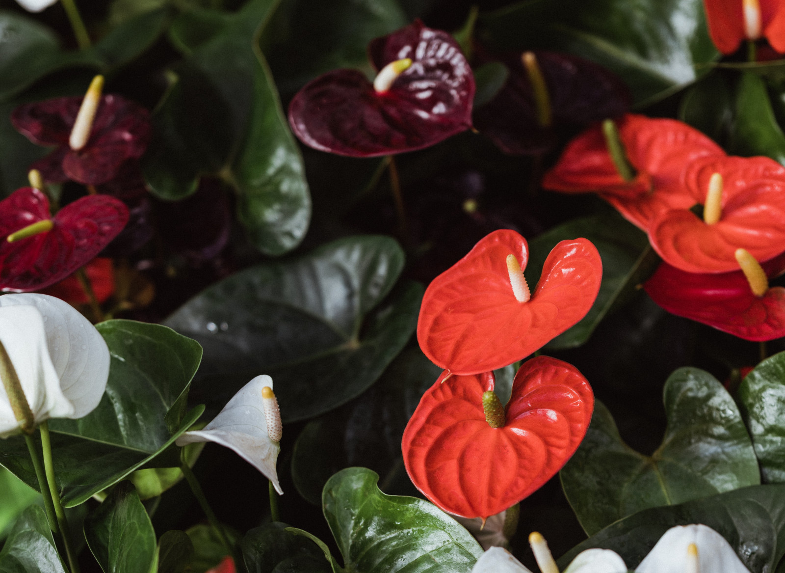 Exceptional native and non-native Hawaian flowers