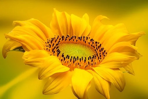 26 Sunflowers Facts for Kids and Adults