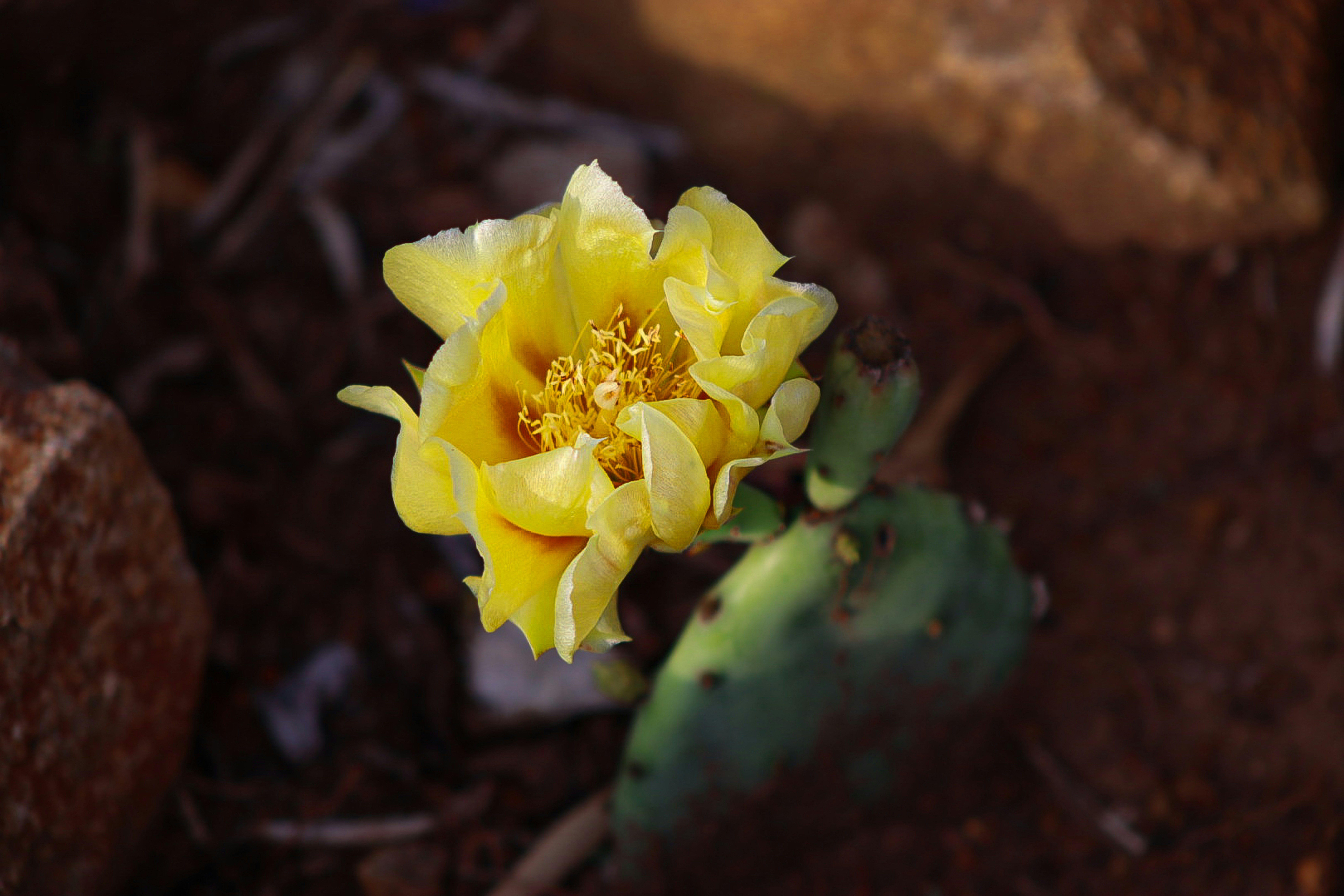 Arizona's State Flower: Saguaro Cactus Blossom