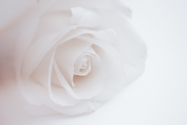 Exploring the White Roses Meaning | MyGlobalFlowers