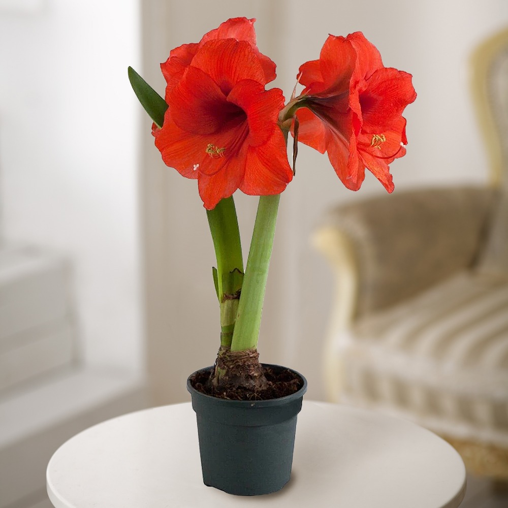Amaryllis Flower Delivery | Best Flower Site