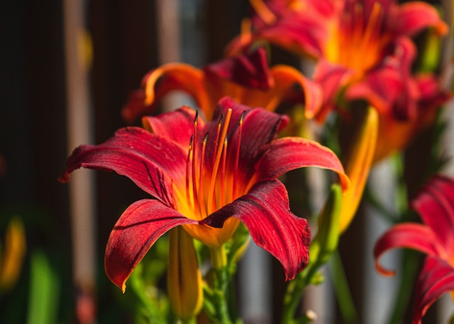 Tiger Lilies: Exploring the Meaning and Fascinating History of These ...