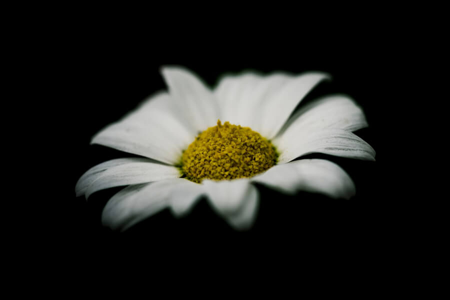 April Birth Flowers: Daisy and Sweet Pea — Meanings and Symbolistic