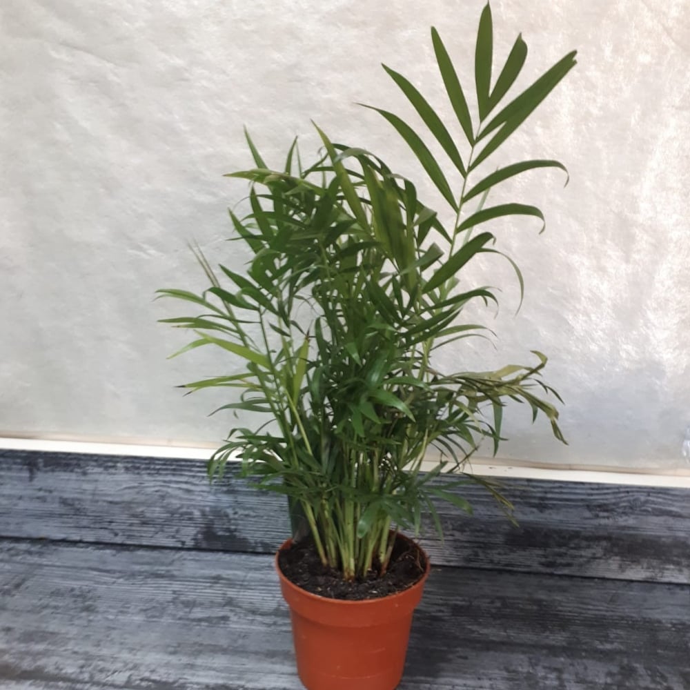 Chamaedorea Flowers | Order Flower Bouquets Delivery