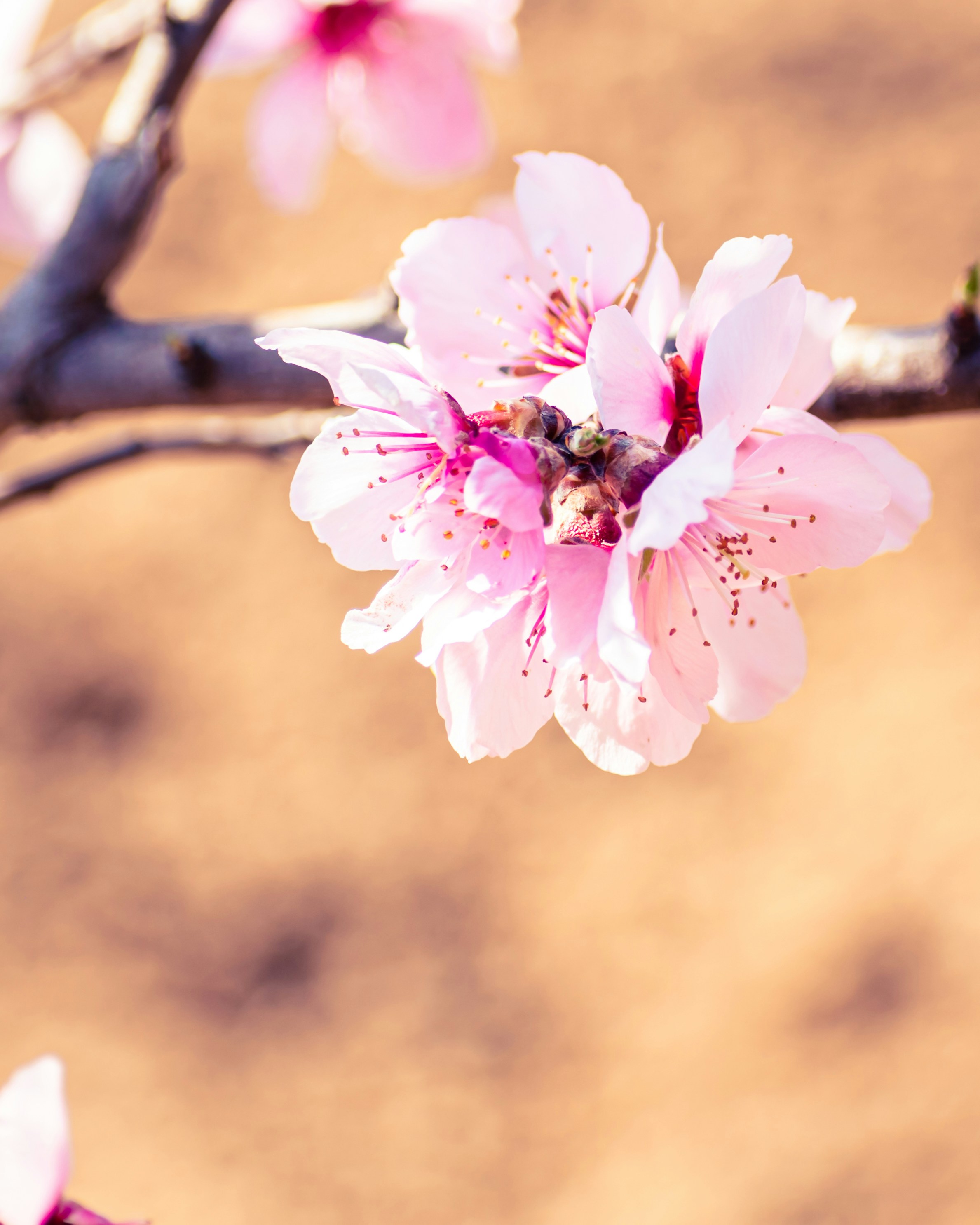 Delaware's State Flower: The Peach Blossom