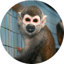 Escaped Lab Monkeys Price Today - MONKEY Price Chart & Market Cap ...