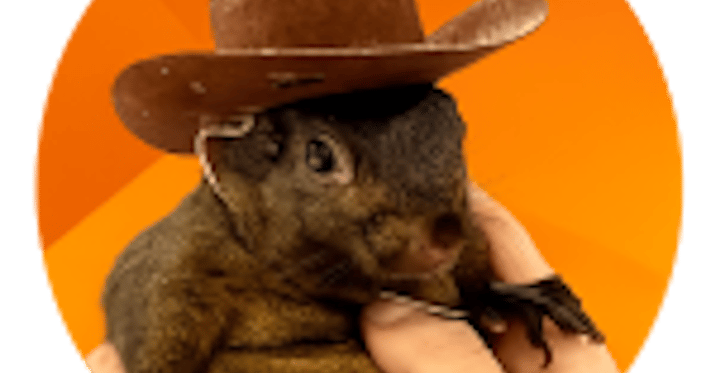 Pnut the Squirrel (Pnutonbonk) (PNUTBONK) Price Prediction 2026, 2027 ...