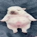 pibble Price: Live PIBBLE/USD Rate, Market Cap & PIBBLE Price Chart ...