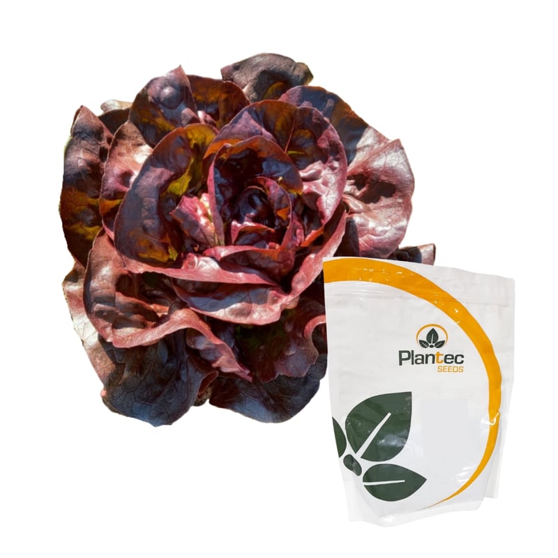 GENERICO Semilla Lechuga Francesa variedad Matrioska 1000 semillas ...