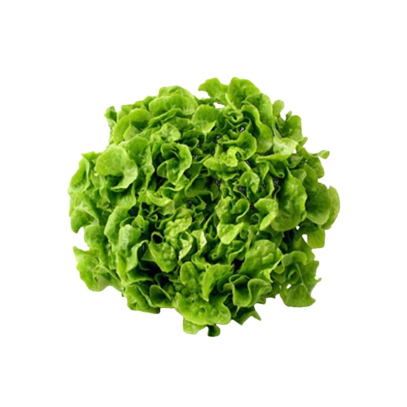 GENERICO Semilla Lechuga Peletizada Hoja roble verde Quenty 1000u ...