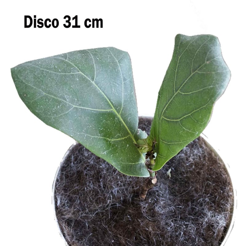 Agropelo: Mulch De Ahorro Hidrico y Potenciador De Suelo - 31 CM ...