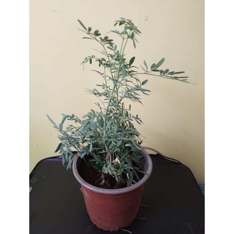 Ruda (Ruta greveolens) planta de 36 cm. aprox. | Sodimac - Falabella