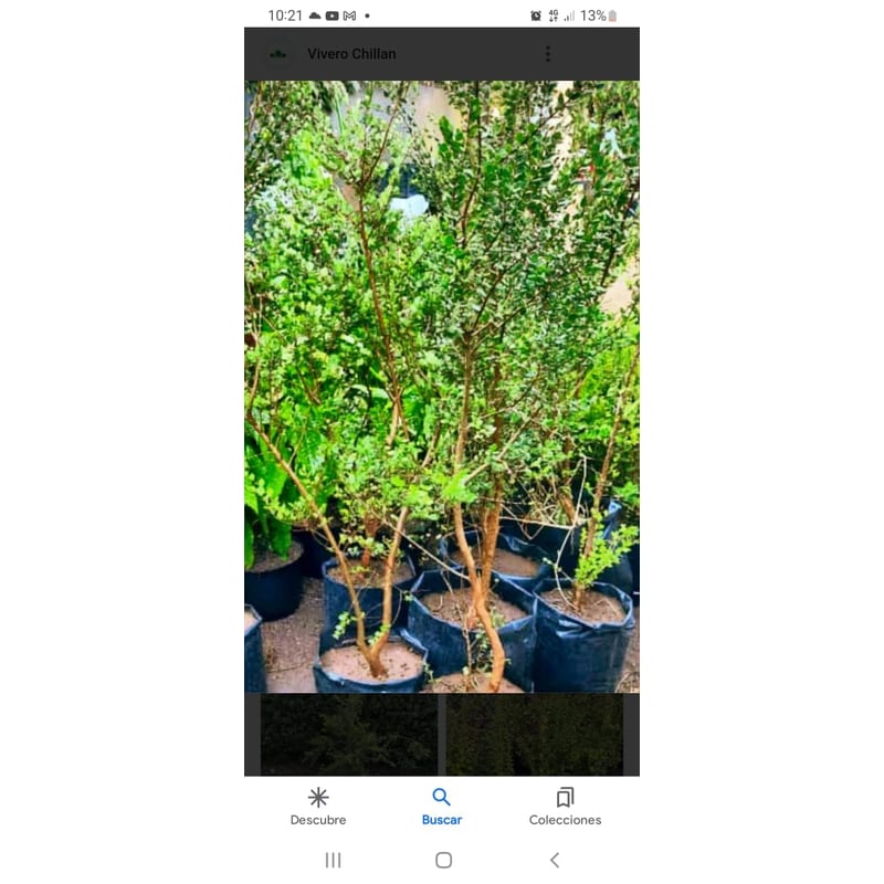 GENERICO Arrayán chileno o palo colorado (Luma apiculata) 40 cm aprox ...