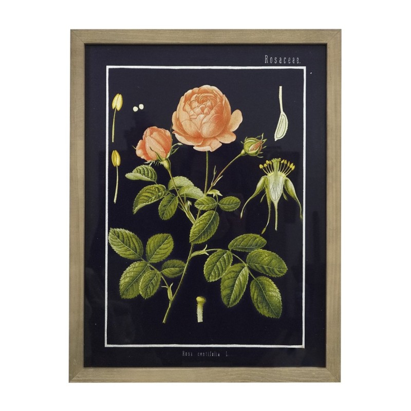 RE DECORA Cuadro Botánico Rosa Centifolia | falabella.com