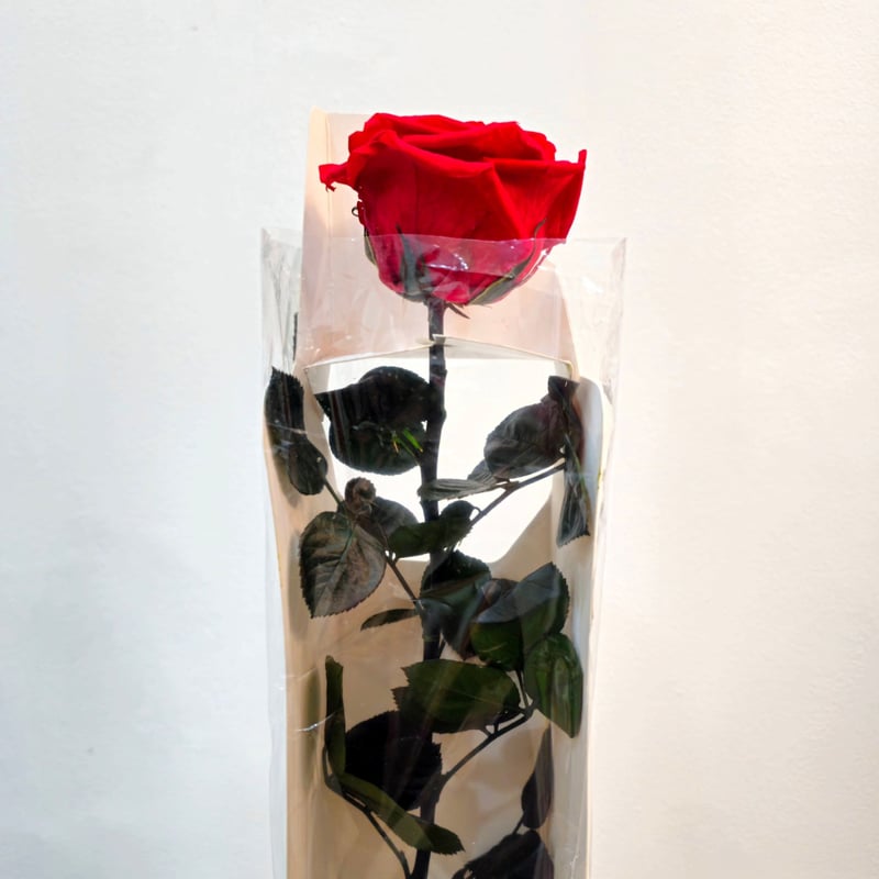Rosa preservada natural rojo ROSE | falabella.com
