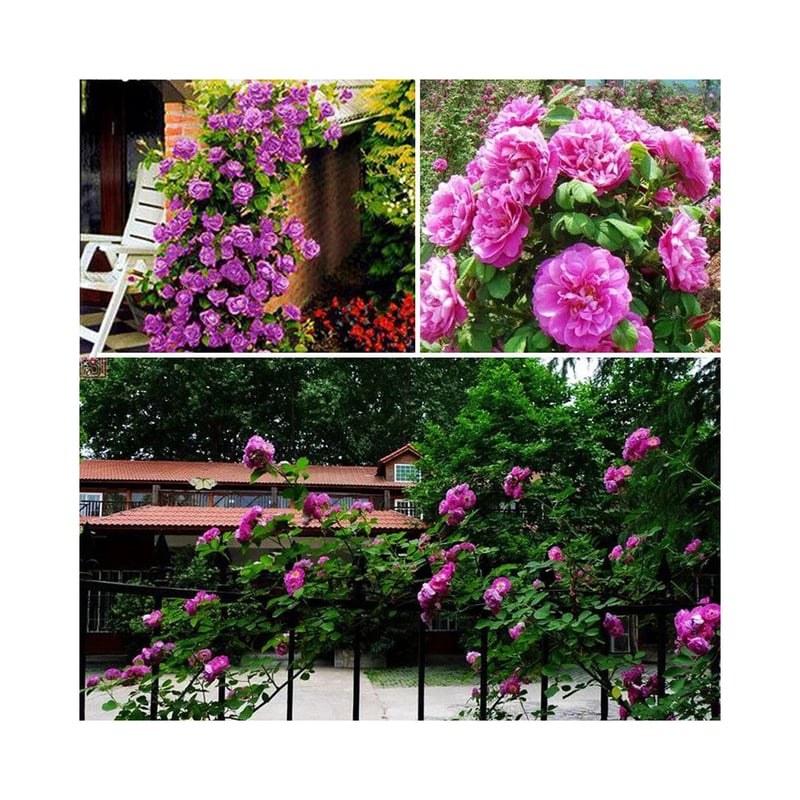 Semillas De Rosa Enredadera Purpura GENERICO | falabella.com