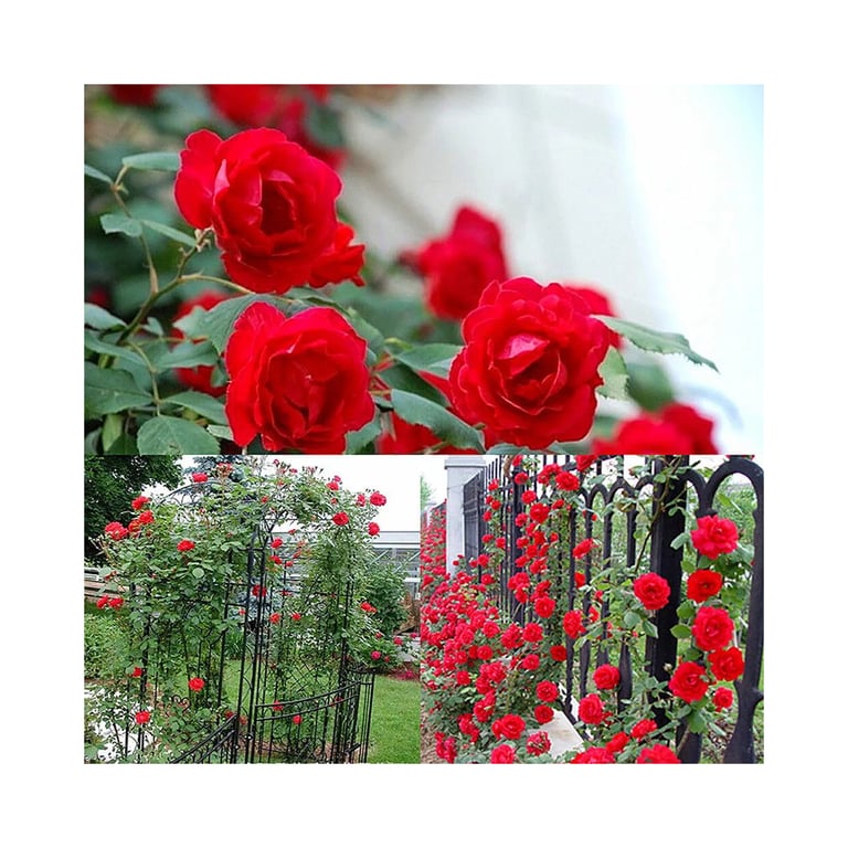 Semillas De Rosas Rojas De Enredadera GENERICO | falabella.com