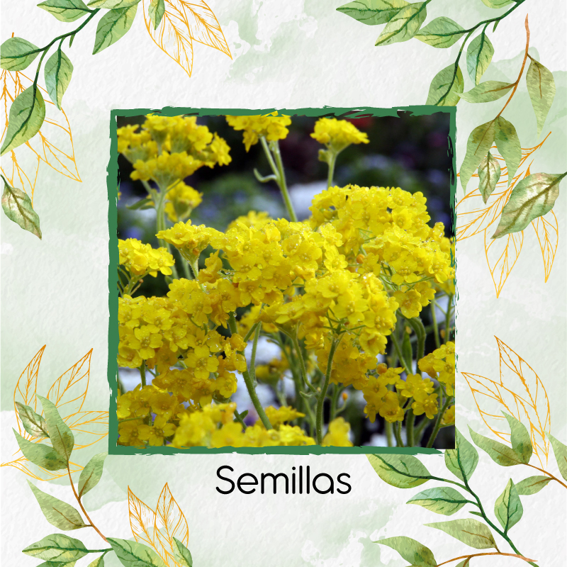 500 Semillas Orgánicas De Flor Aliso Amarillo GENERICO | falabella.com