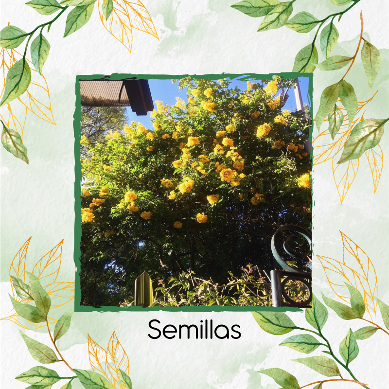 4.000 Semillas Orgánicas De Árbol Alcaparro Enano GENERICO | falabella.com