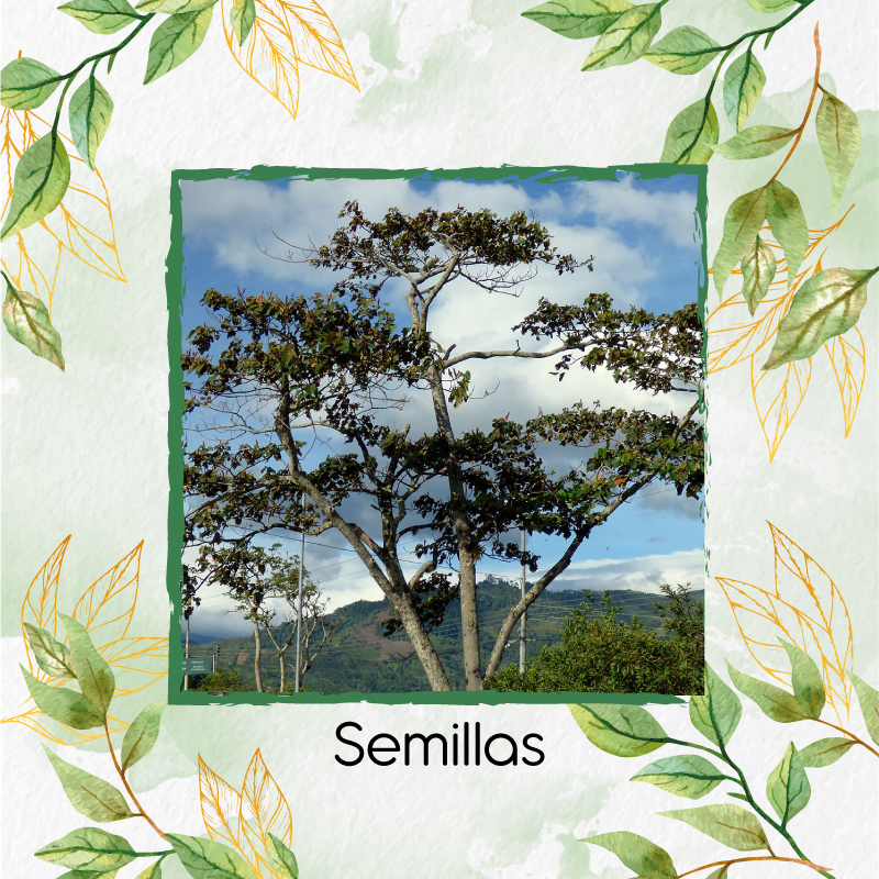 300 Semillas Orgánicas De Árbol Balso GENERICO | falabella.com