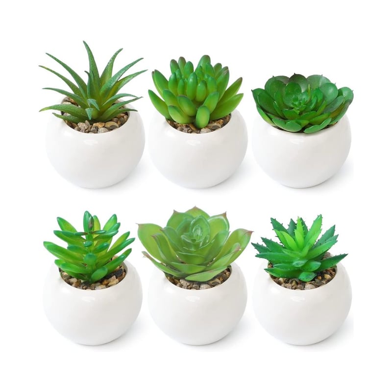 Set de 2 Plantas Decorativas Suculentas con Base Redonda INSPIRA ...
