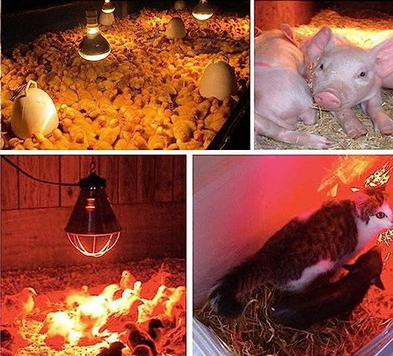 Foco Infrarrojo Calefacción Para Cerdos Perros Pollos | Sodimac Falabella