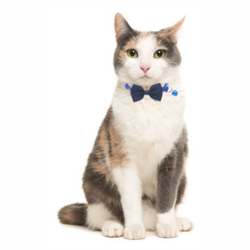 Collar Corbata Michi Cascabel para Gato Perro - Azul GENERICO ...