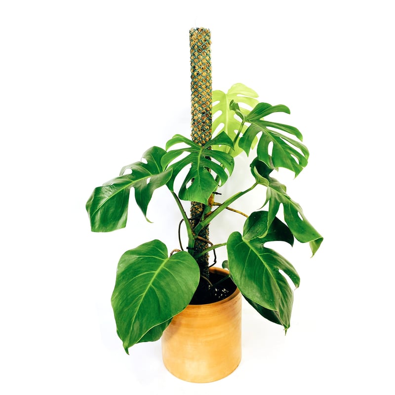 Tutor de musgo XL para plantas UN CUARTO VERDE parante tutor 115cm alto ...